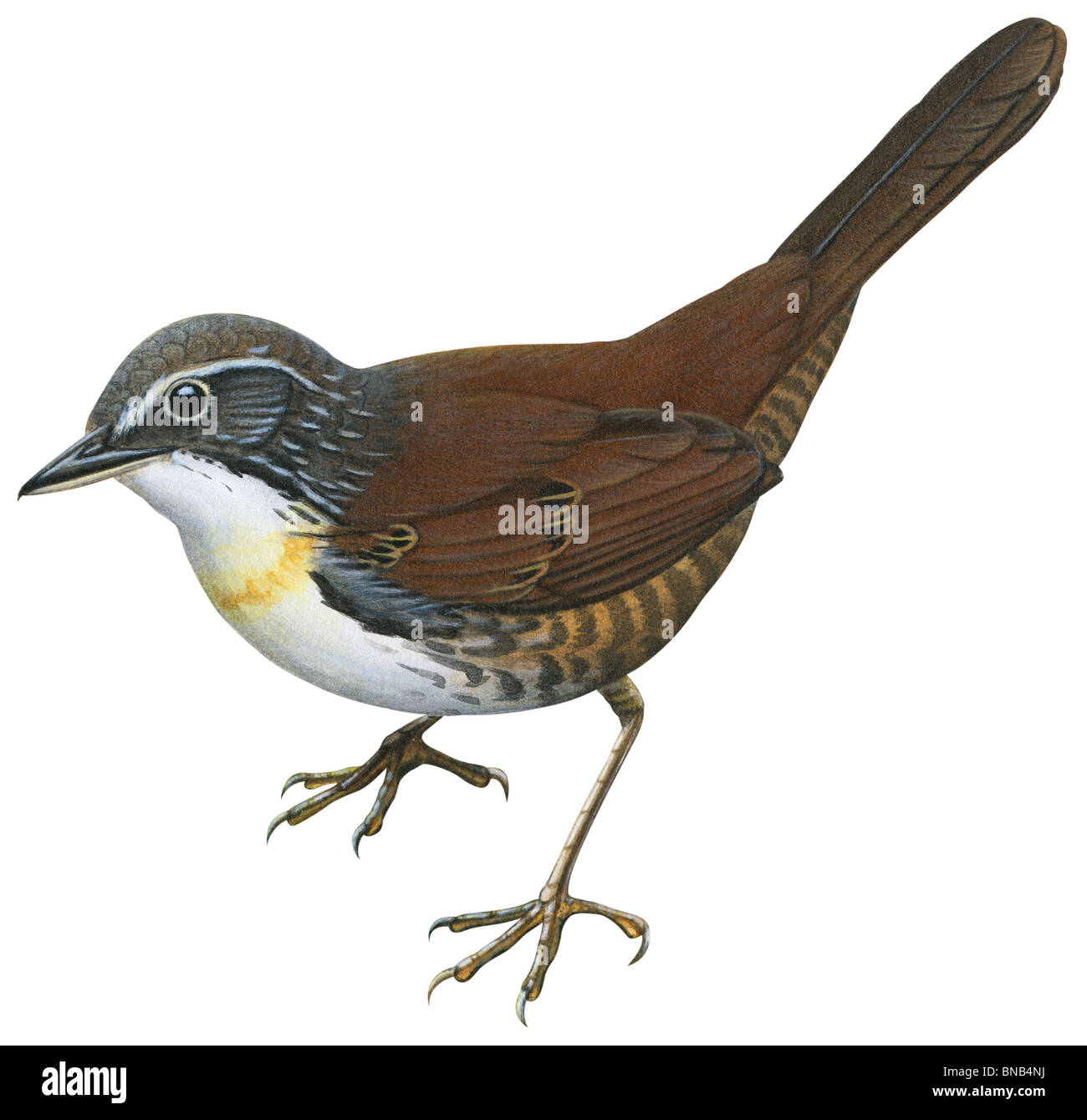 Rhinocryptidae hi-res stock photography and images - Alamy