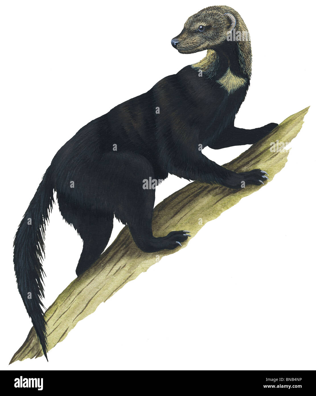 Tayra eira barbara hi-res stock photography and images - Alamy