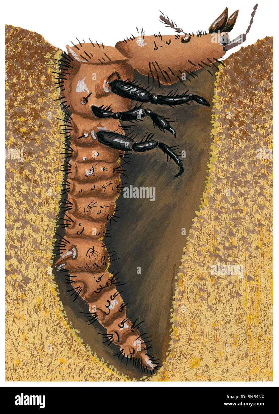 Tiger beetle larva hi-res stock photography and images - Alamy