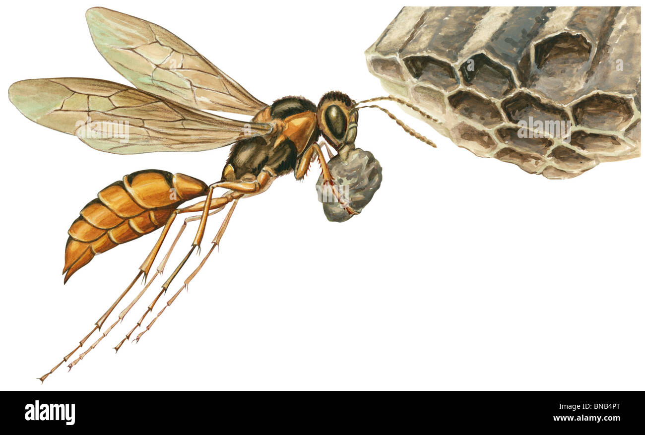 Aculeata hi-res stock photography and images - Alamy