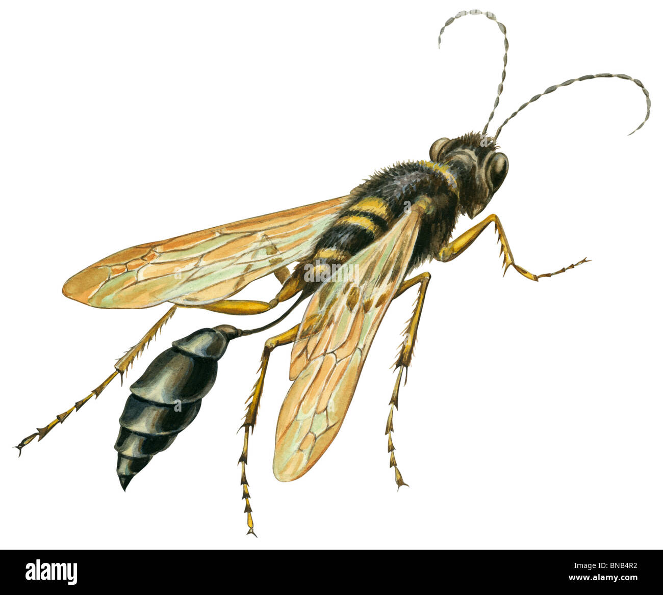 Mud Dauber wasp Stock Photo - Alamy
