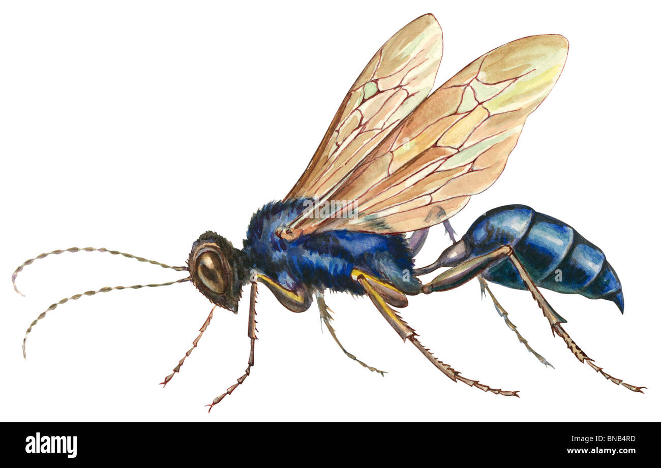 Blue Mud wasp Stock Photo - Alamy