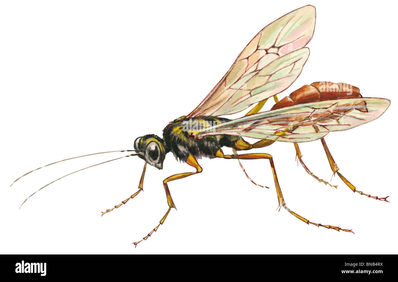 Wasp Illustration High Resolution Stock Photography and Images - Alamy