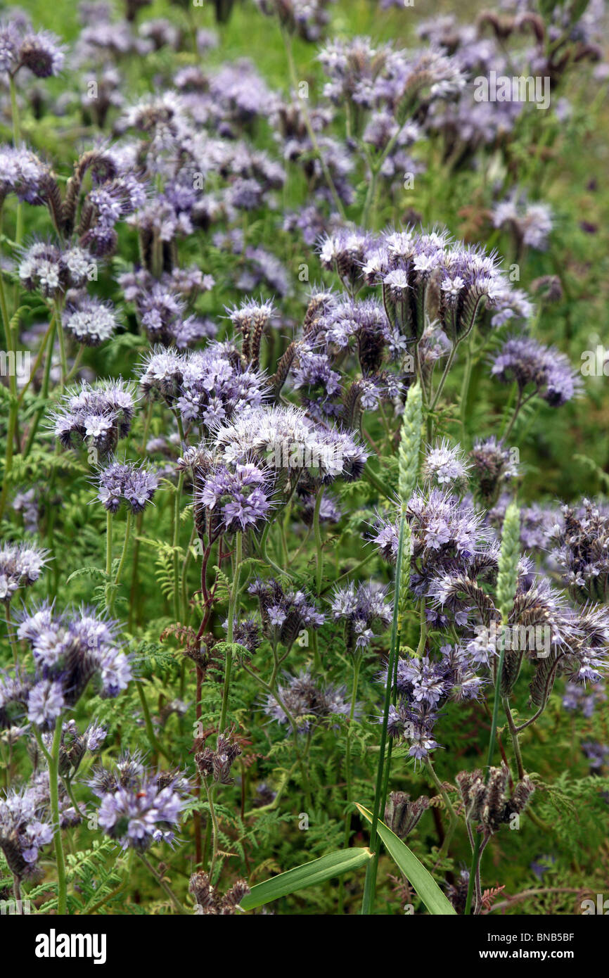 Scorpion weed hi-res stock photography and images - Alamy