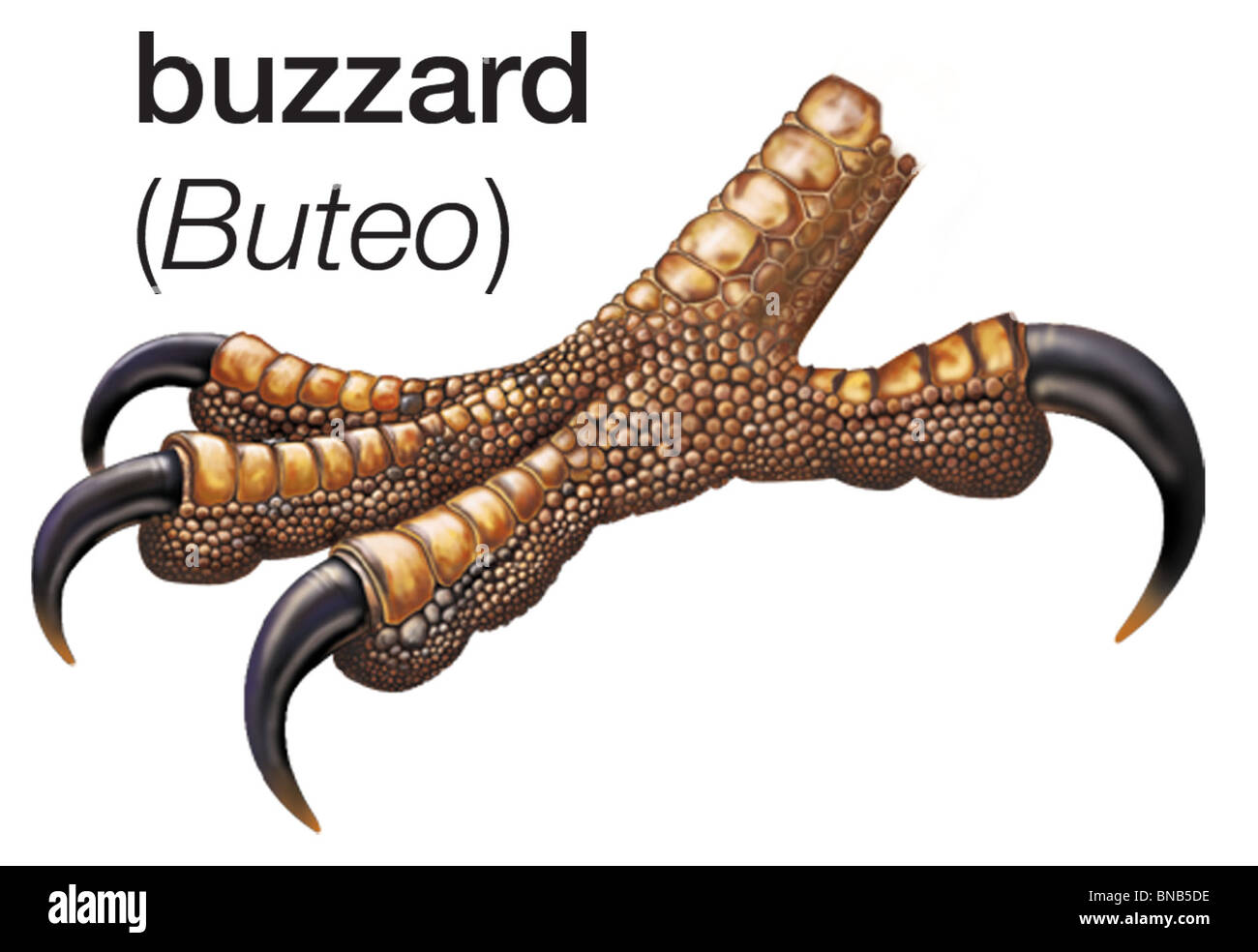 Foot of common buzzard Stock Photo - Alamy