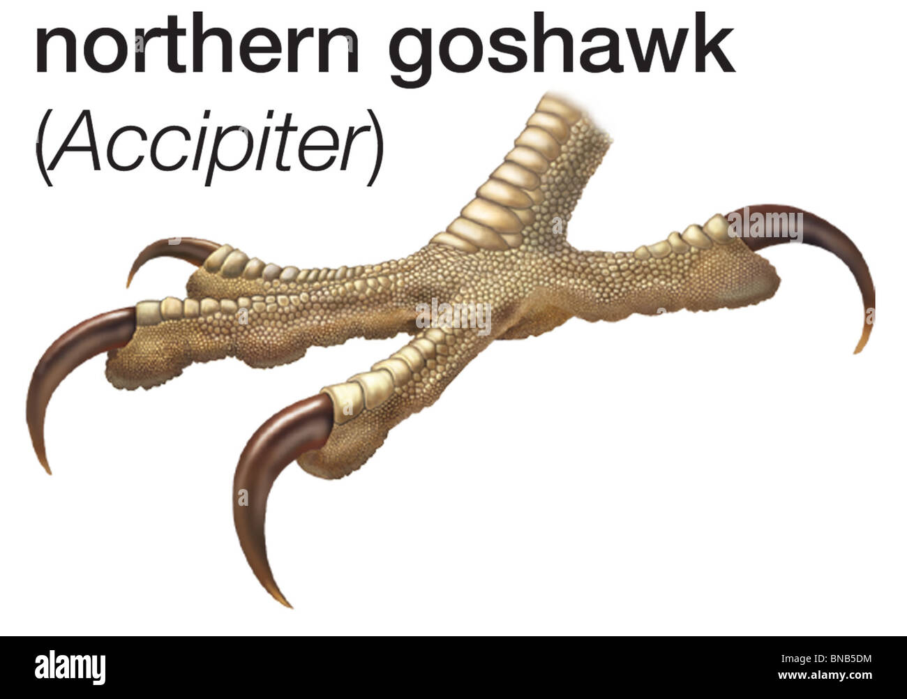 Foot of northern goshawk Stock Photo - Alamy