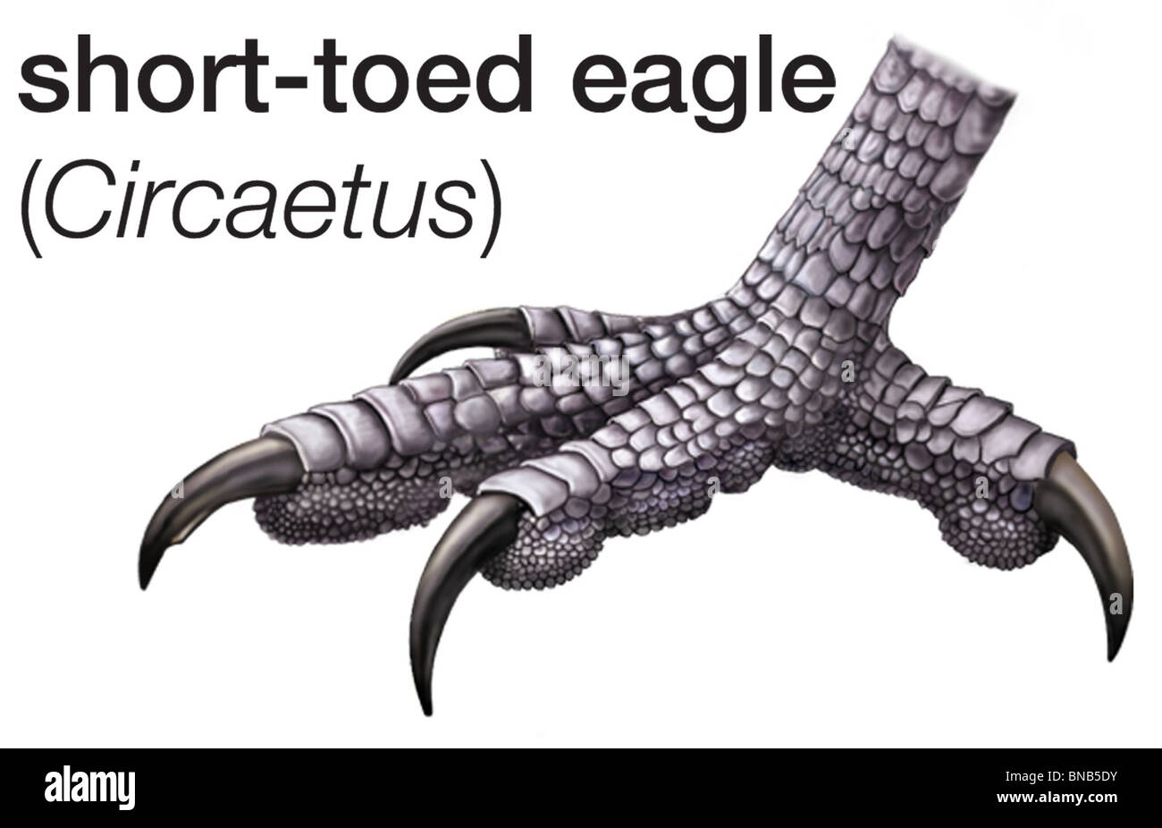 Eagle feet hi-res stock photography and images - Alamy