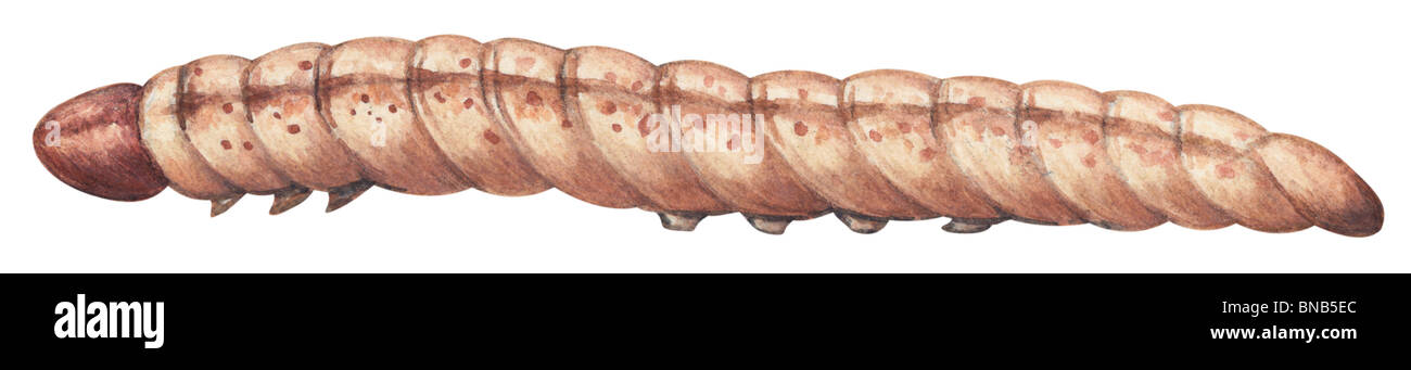 Corn borer hi-res stock photography and images - Alamy