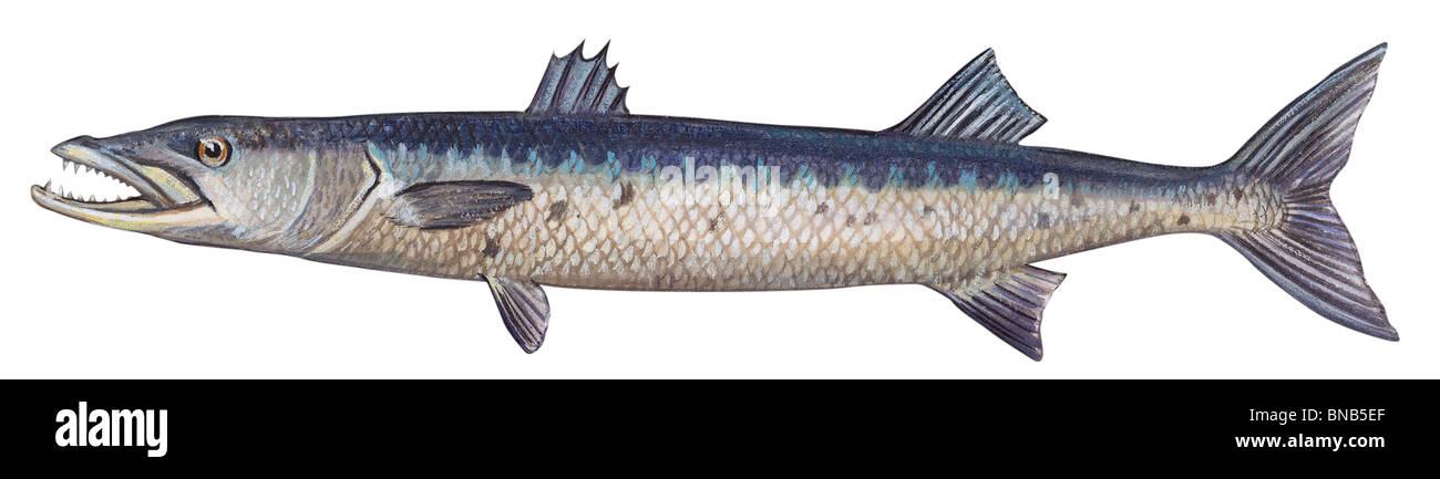 Barracuda fish illustration drawing hi-res stock photography and images ...