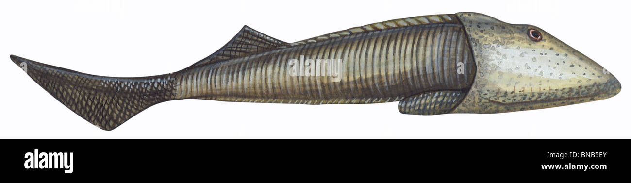 Ostracoderm hi-res stock photography and images - Alamy