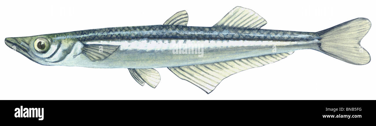 Northern raven crow hi-res stock photography and images - Alamy