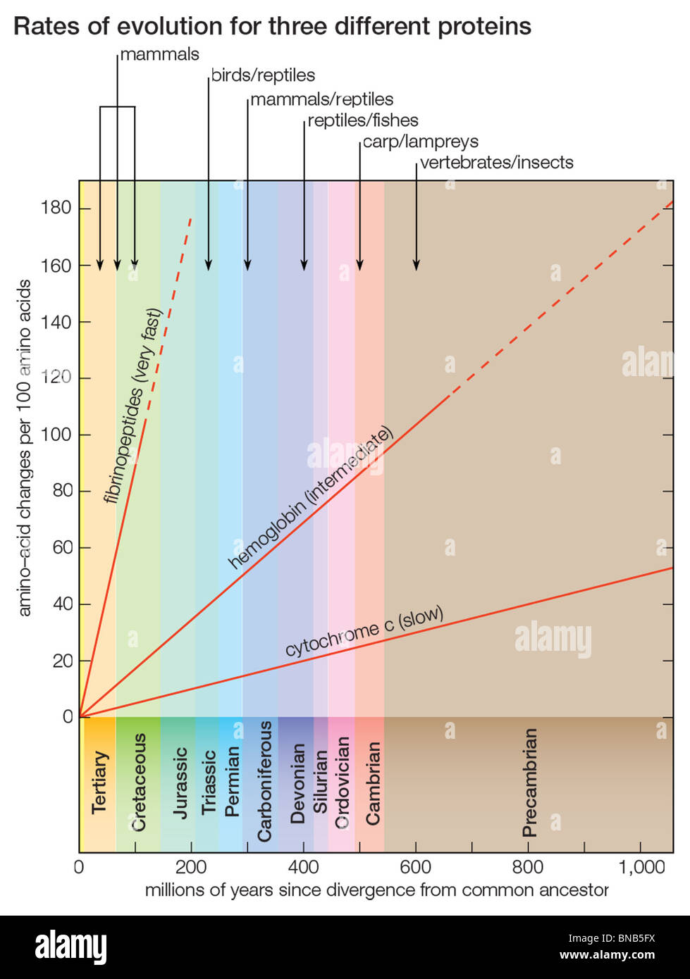 Amino acid chart hi-res stock photography and images - Alamy