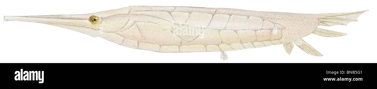 Snipe fish hi-res stock photography and images - Alamy