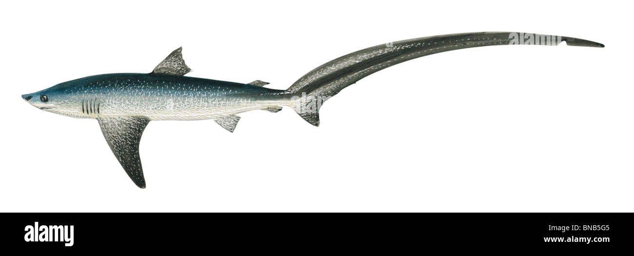 Thresher sharks alopiidae hi-res stock photography and images - Alamy