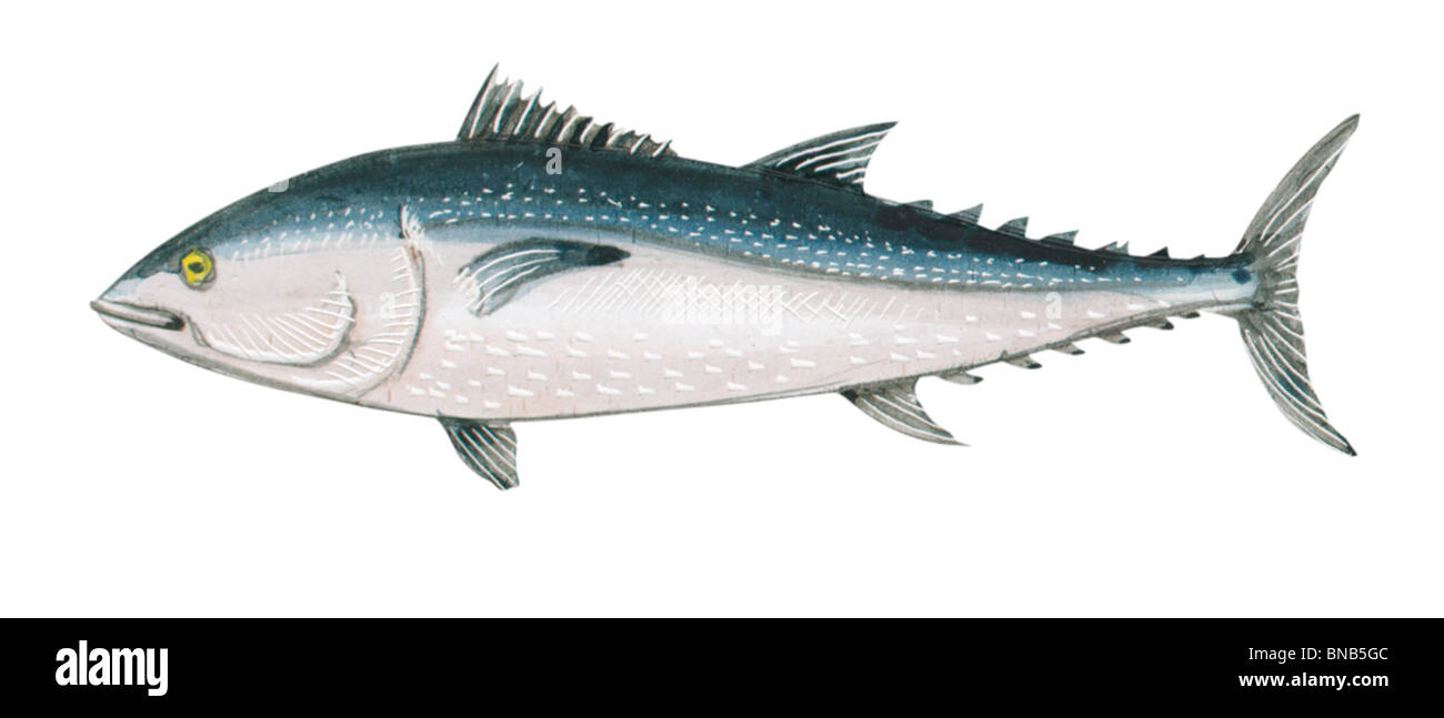 Giant bluefin hi-res stock photography and images - Alamy