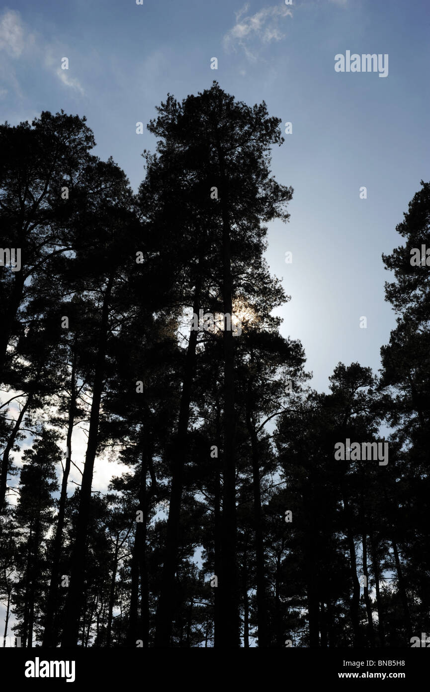 The Pitts woods enclosure in the New forest Stock Photo - Alamy