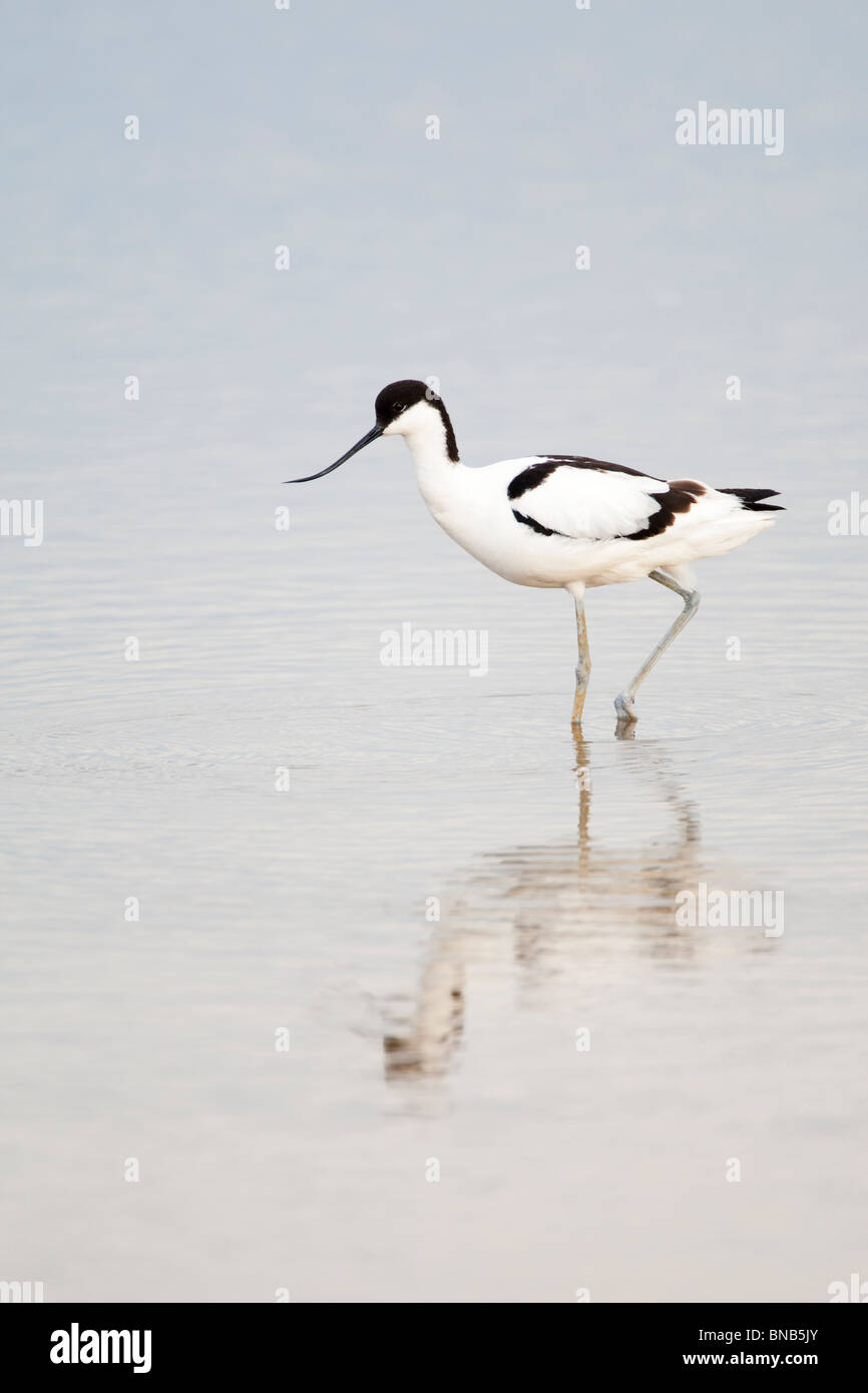 Avocet uk hi-res stock photography and images - Alamy