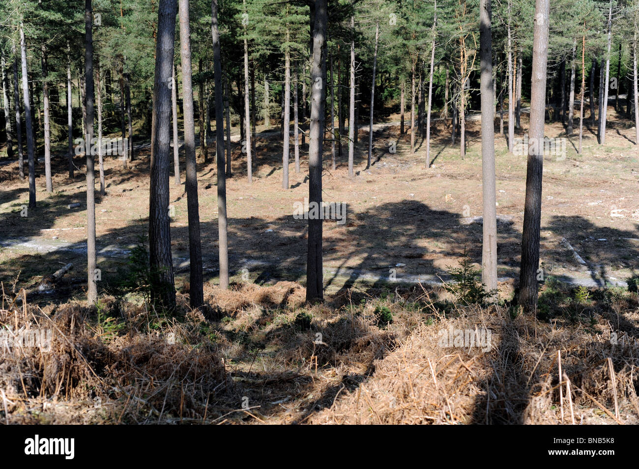 The Pitt woods enclosure in the New forest Stock Photo - Alamy