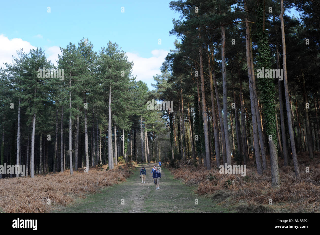 Walking tracks forest hi-res stock photography and images - Alamy