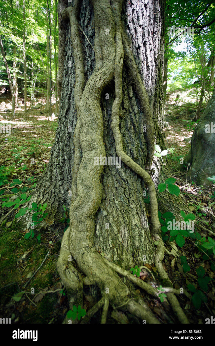 Ivy Roots on Tree Trunk Stock Photo - Alamy