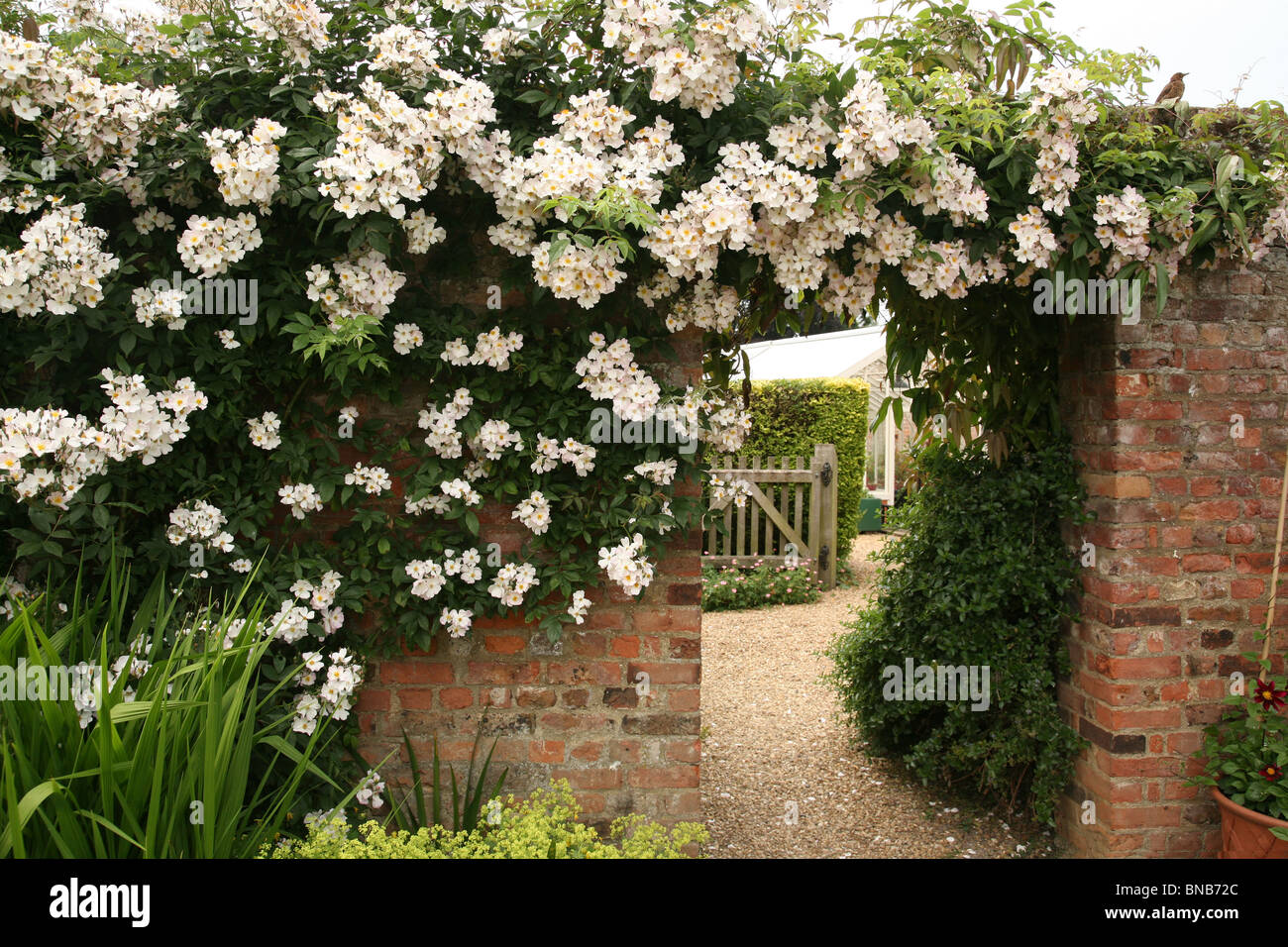 Rambling rose wall hi-res stock photography and images - Alamy