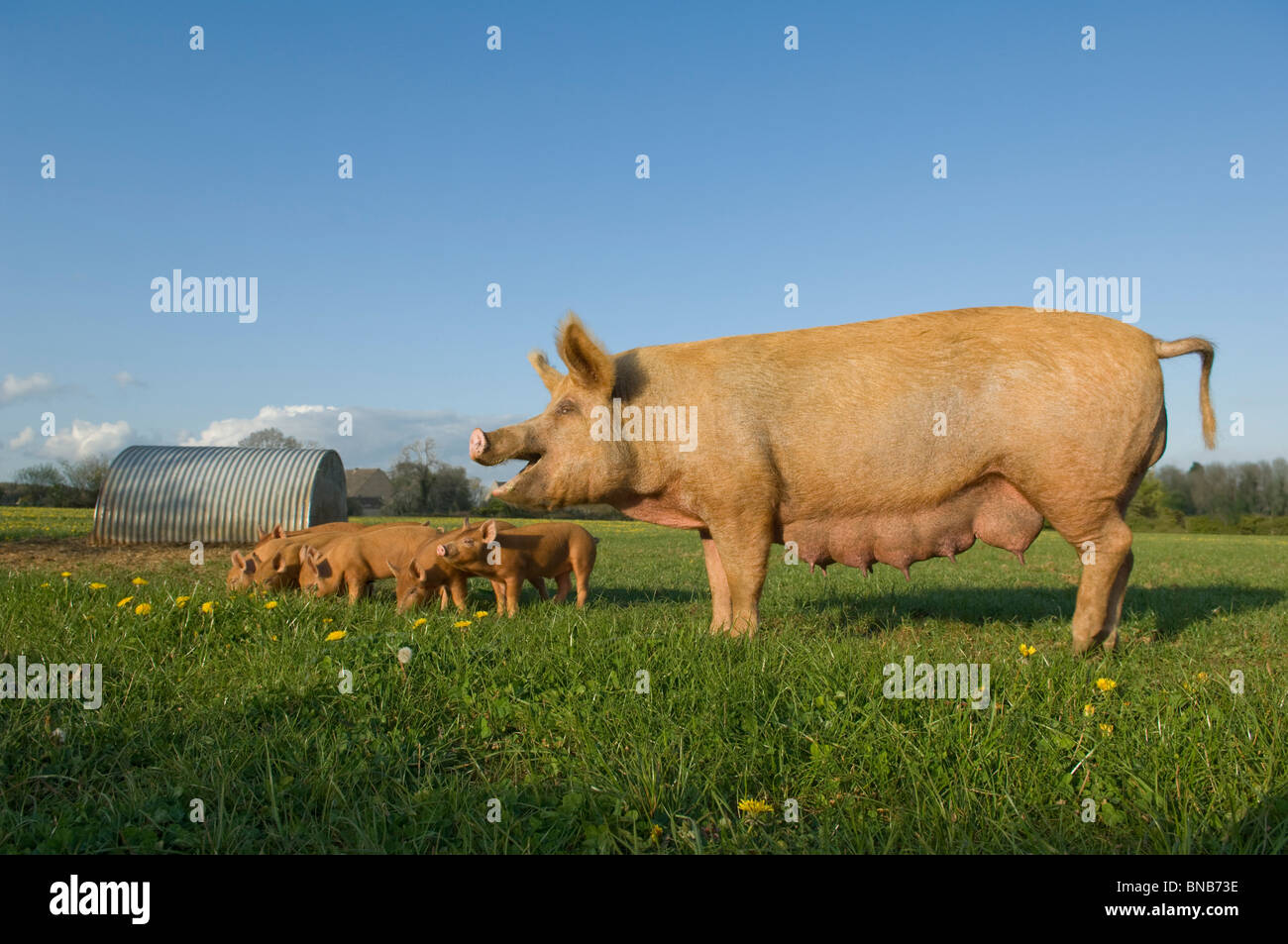 Pig in field Stock Photo - Alamy