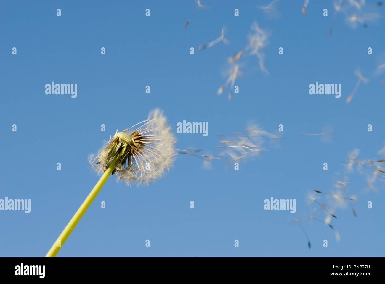 Dandelion seed hi-res stock photography and images - Alamy