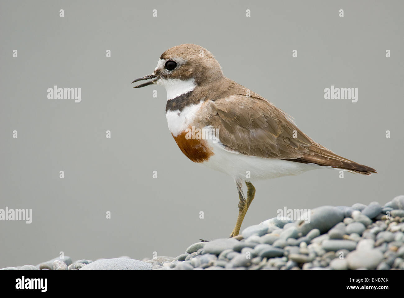 Banded Dotterel Charadrius bicinctus New Zealand Stock Photo - Alamy