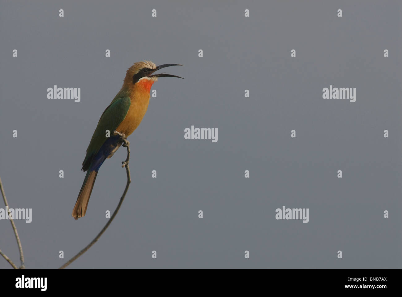 Deep squeak hi-res stock photography and images - Alamy