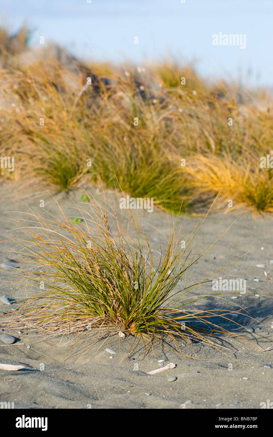 Green beach grass hi-res stock photography and images - Alamy