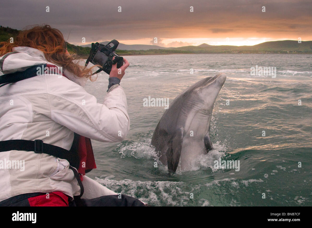 Fungie the dolphin being photographed in Dingle bay, Ireland Stock ...