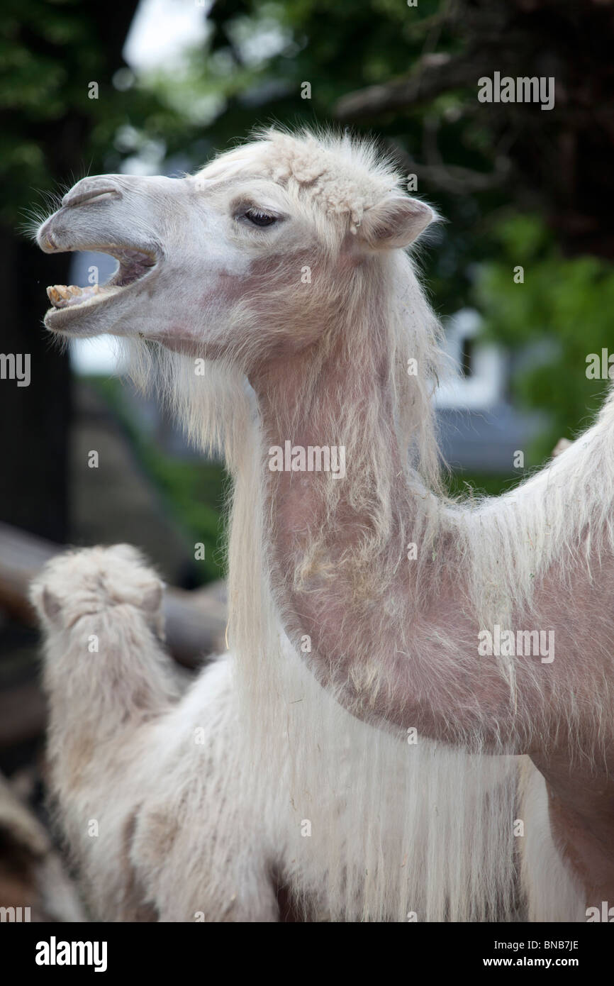 White camel hi-res stock photography and images - Alamy