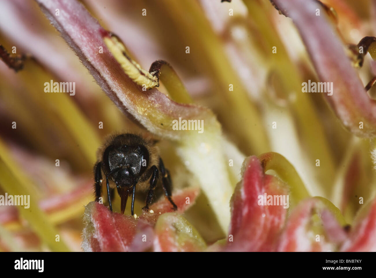 Queen protea hi-res stock photography and images - Alamy