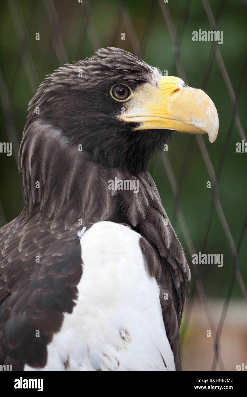 Eagle Zoo High Resolution Stock Photography and Images - Alamy