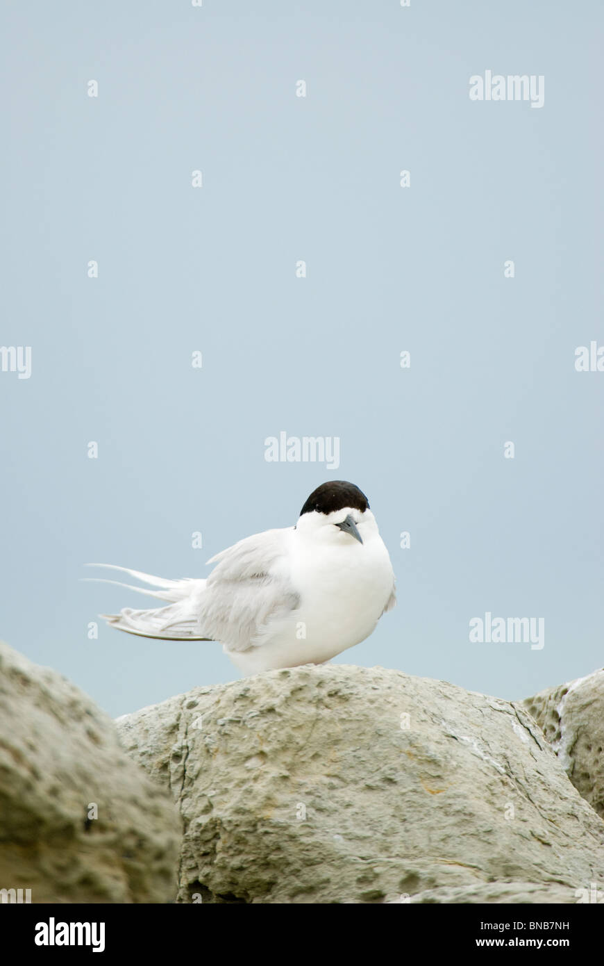White-fronted Tern Sterna striata Stock Photo - Alamy