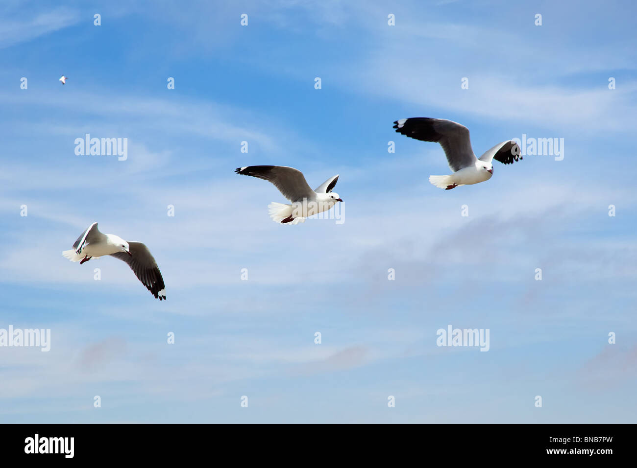 Trio of seagulls Stock Photo - Alamy