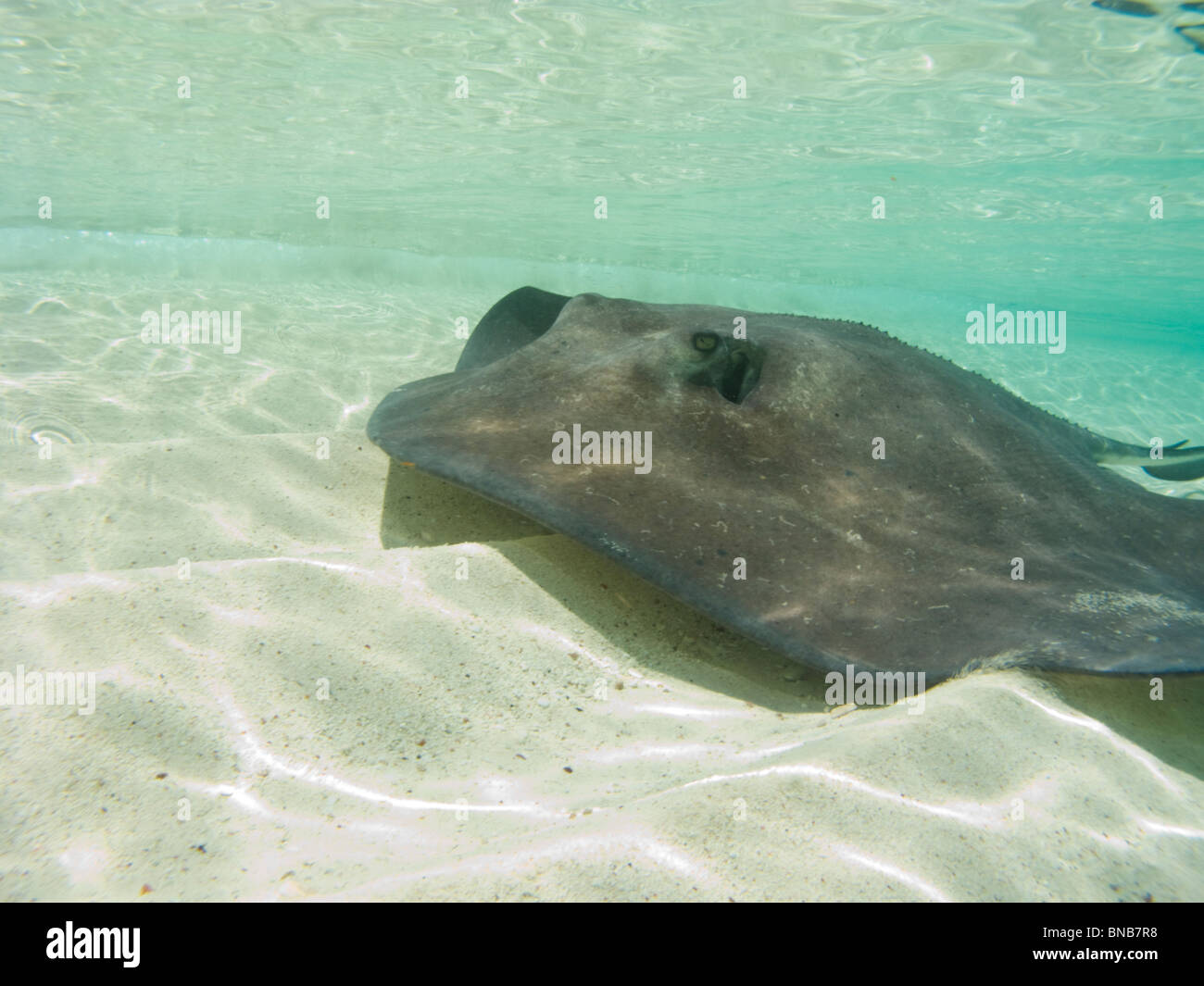Southern Stingray, Rose Island, Bahamas Stock Photo - Alamy