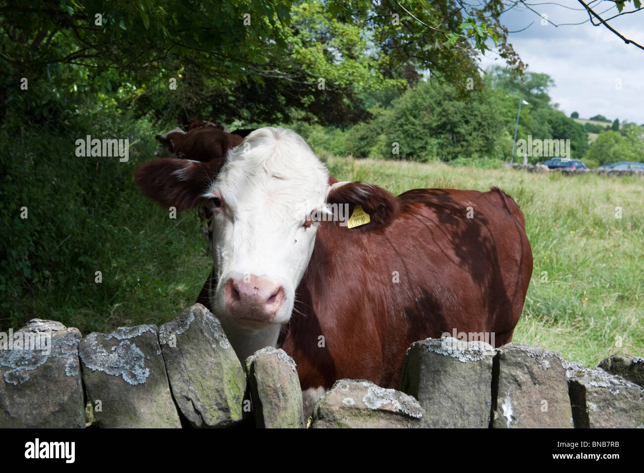 Cow wall hi-res stock photography and images - Alamy