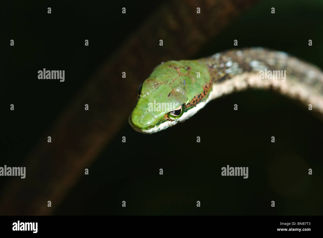 Close-up of a Twig Snake rearing up Stock Photo - Alamy