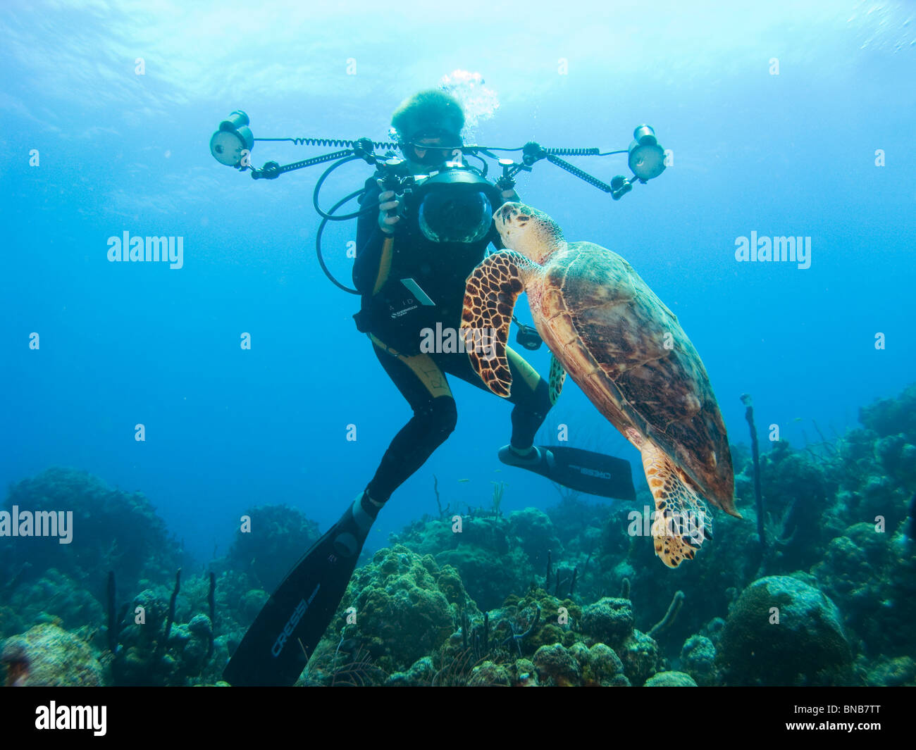 Hawksbill Turtle, Nassau, Bahamas Stock Photo - Alamy