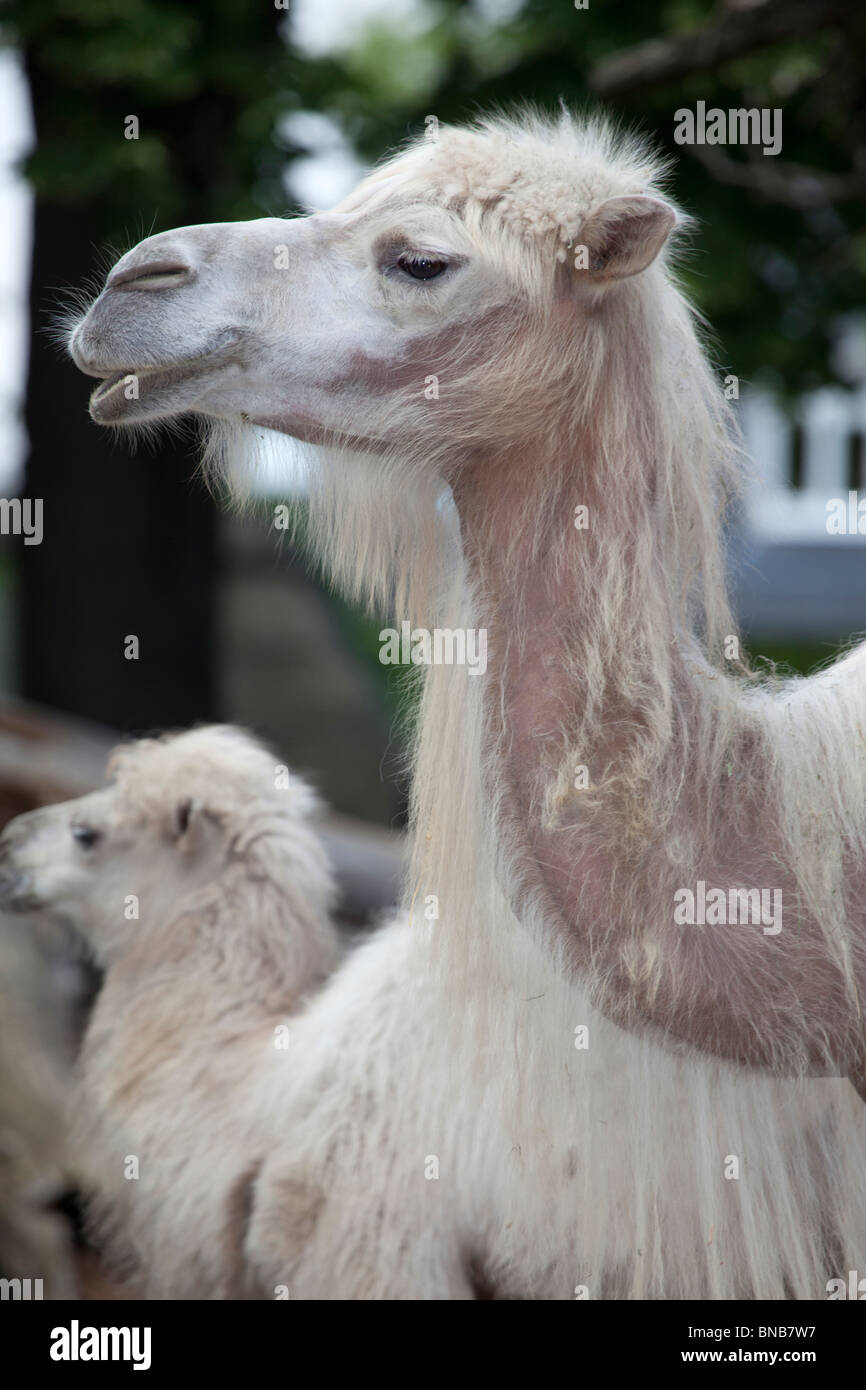 a white camel in the zoo Camelidae Stock Photo - Alamy
