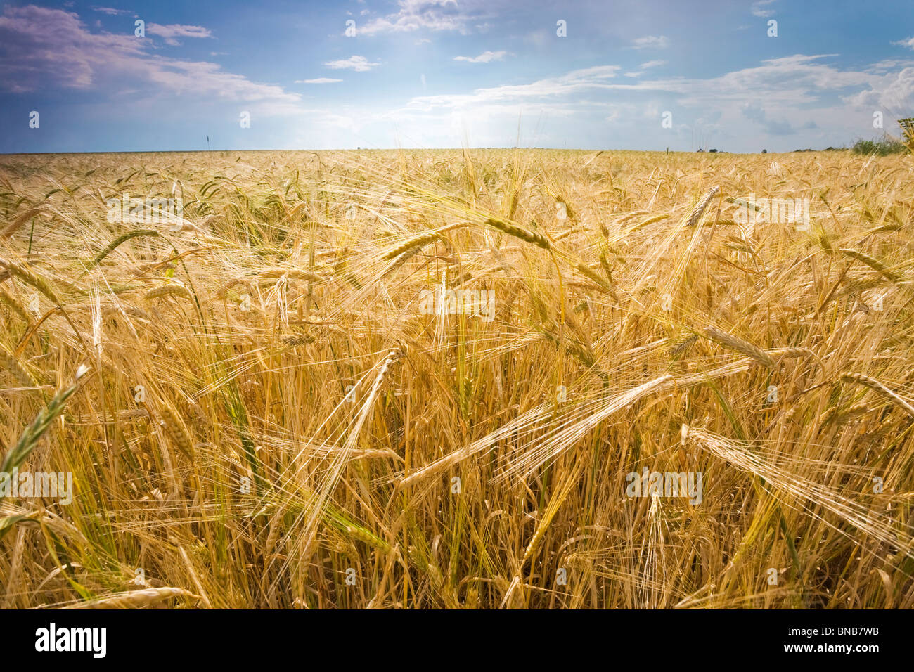 field of wheat blowing in the wind beneath late afternoon sky with sun ...