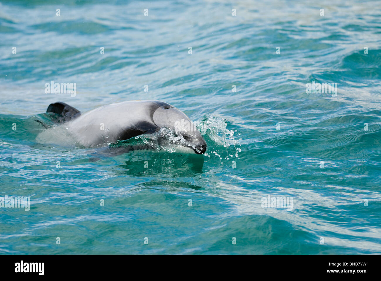 Hector's Dolphin Cephalorhynchus hectori Akaroa New Zealand Stock Photo ...