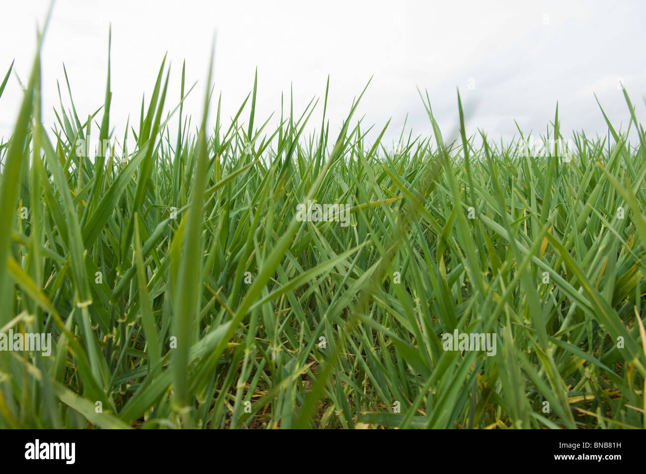 Field of barley early spring Stock Photo - Alamy