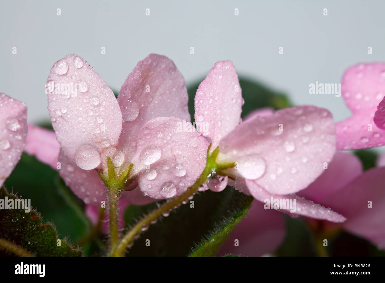 African violets, gardening hi-res stock photography and images - Alamy