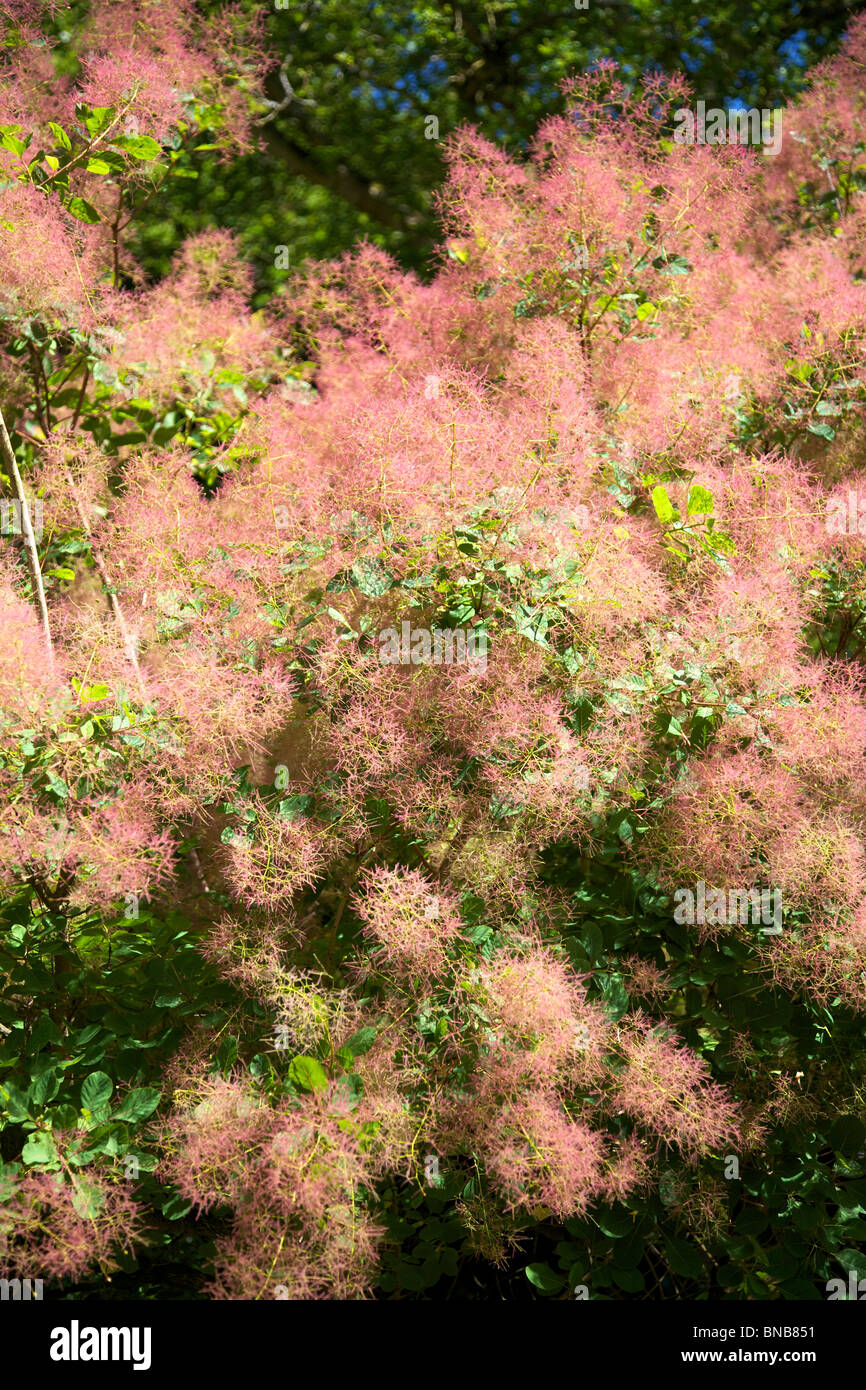 Cotinus Coggygria Smoke Bush shrub flowering in a sunny border in July ...