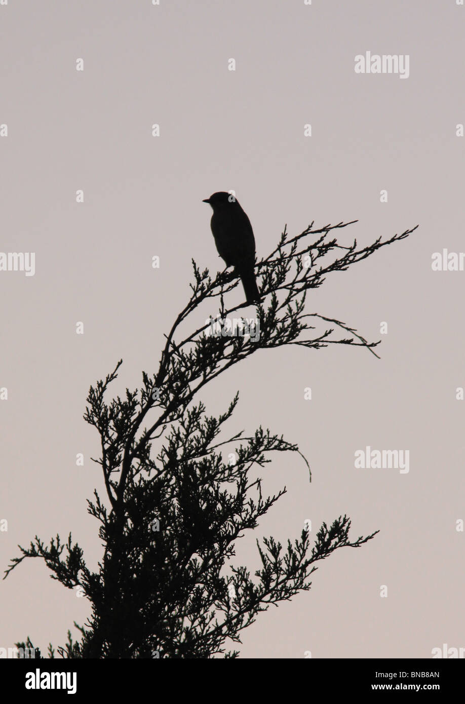 bluebird on red cedar silhouette juniper sunset songbird song bird ...