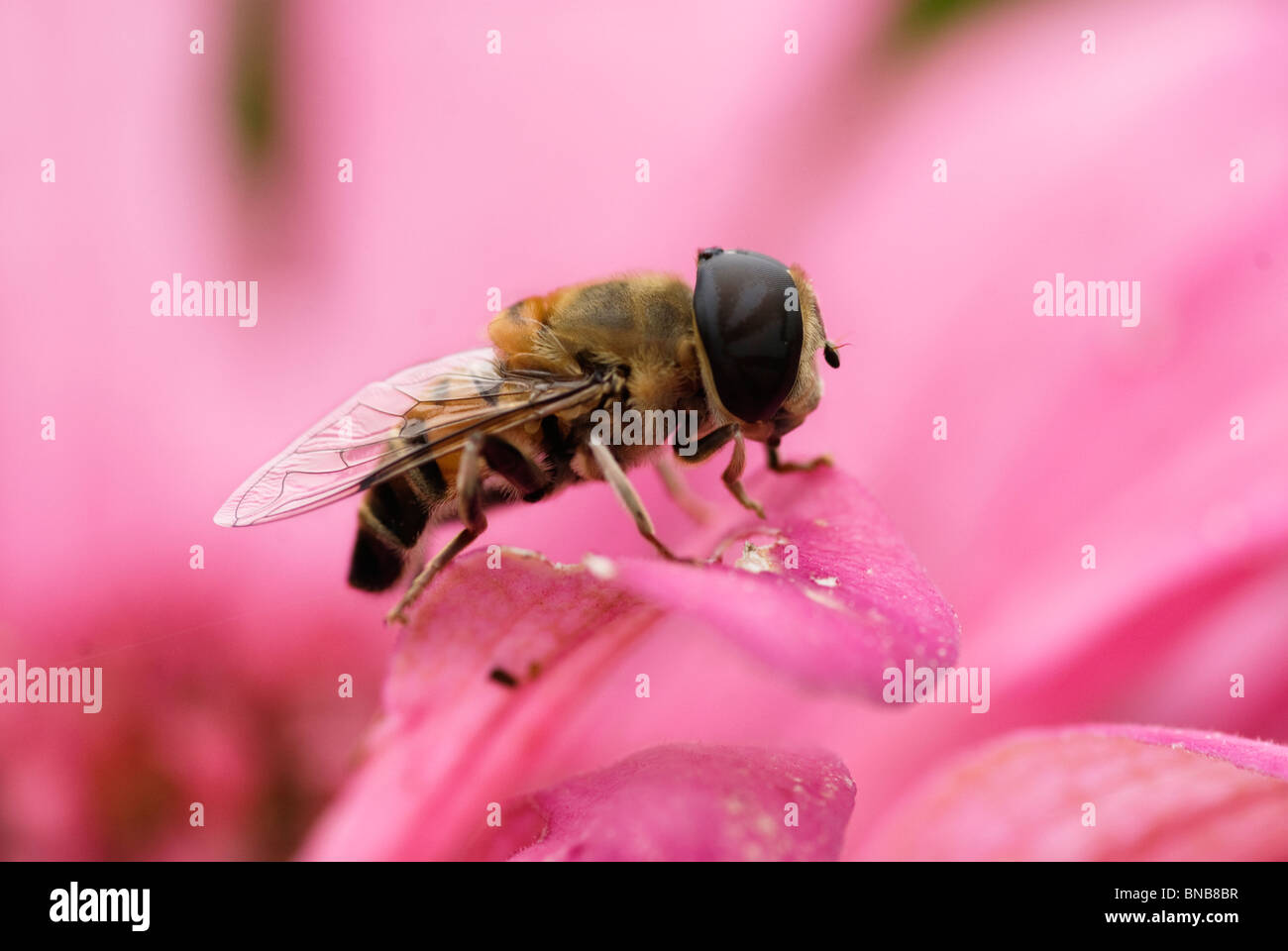 Hoverfly larvae hi-res stock photography and images - Alamy