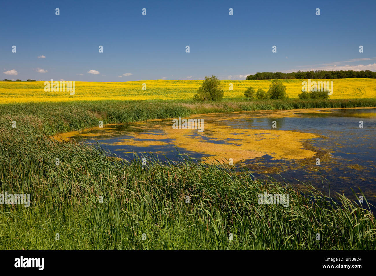 Flowers blooming near pond hi-res stock photography and images - Alamy