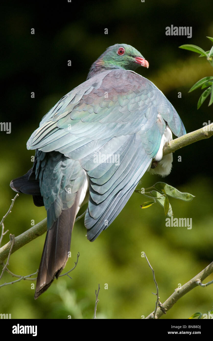 Kereru High Resolution Stock Photography and Images - Alamy